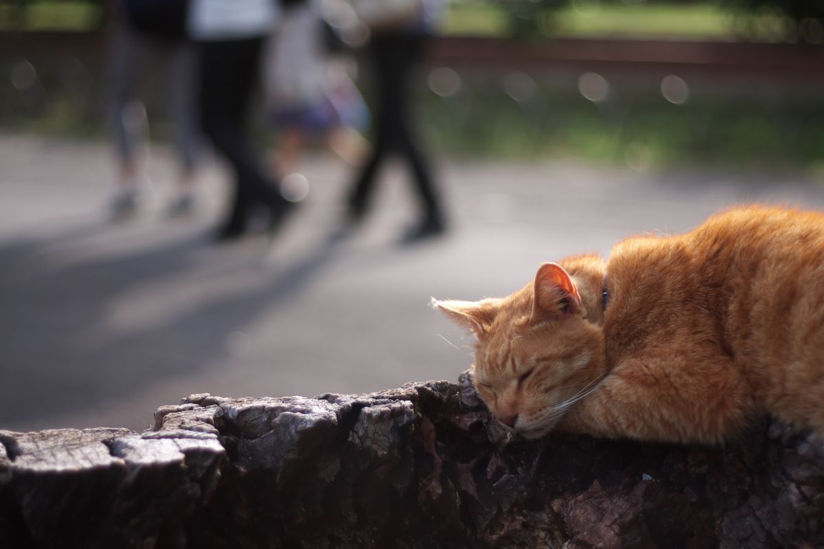 穏やかなとき | GANREF