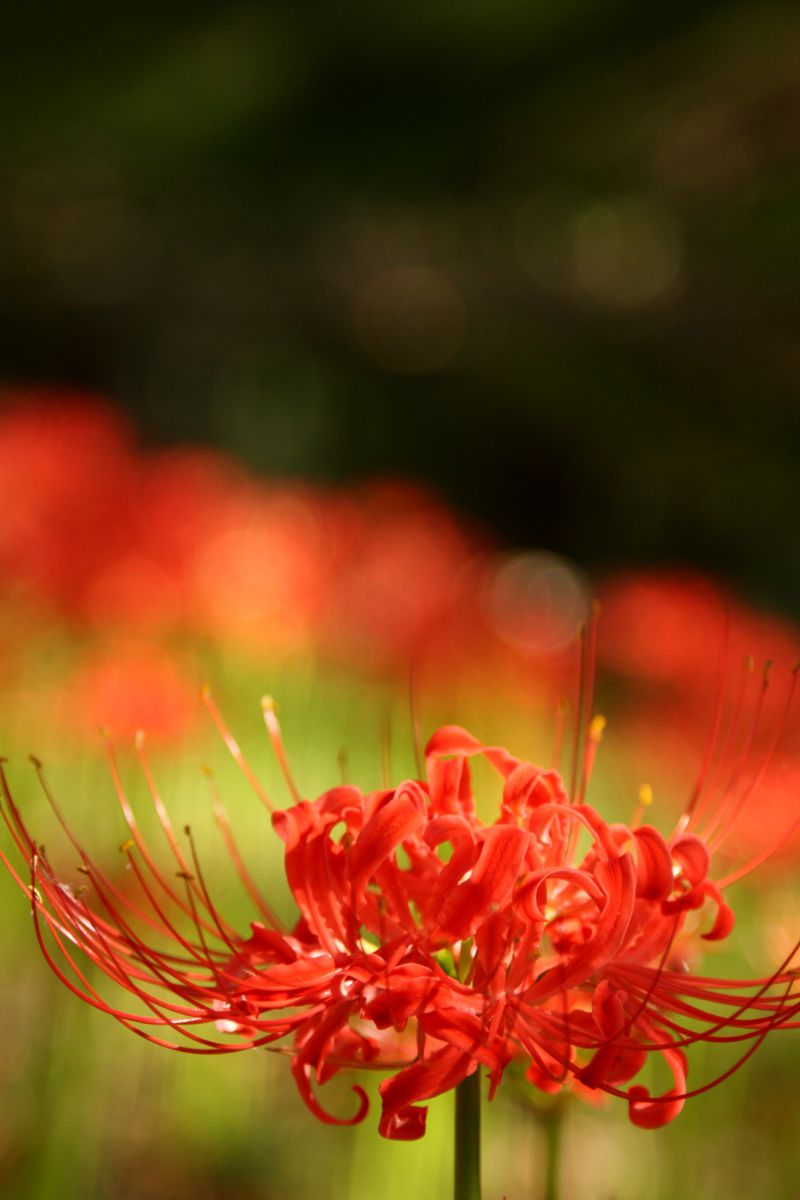 HIGANBANA in the Light | GANREF