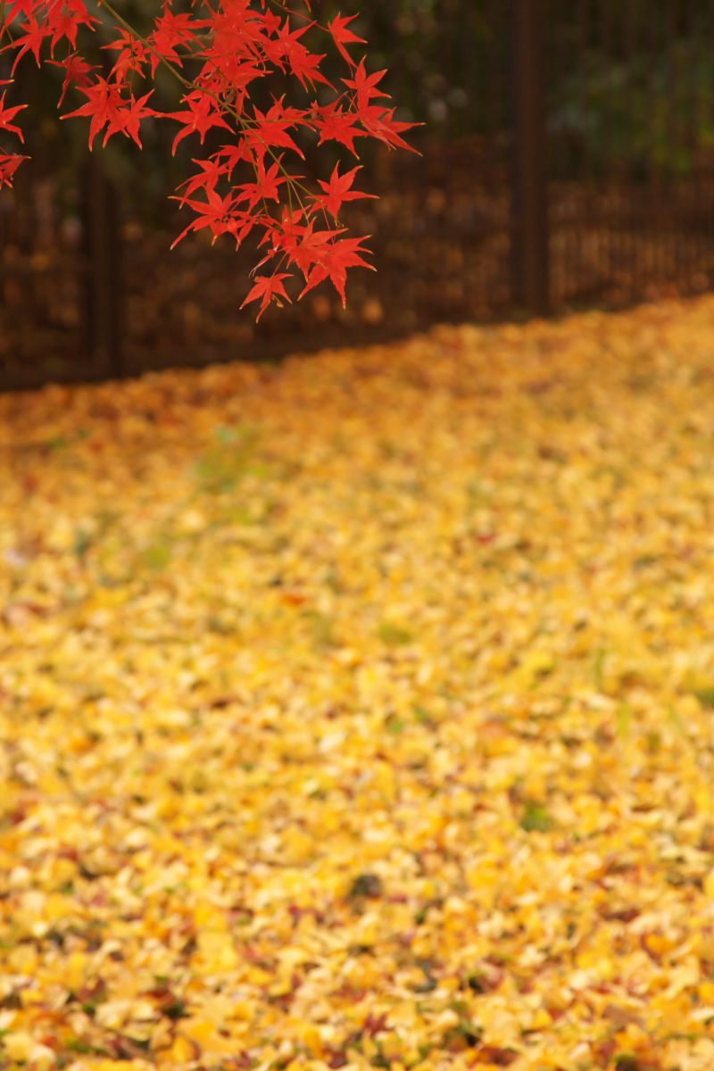 Red Autumn, Yellow Autumn | GANREF