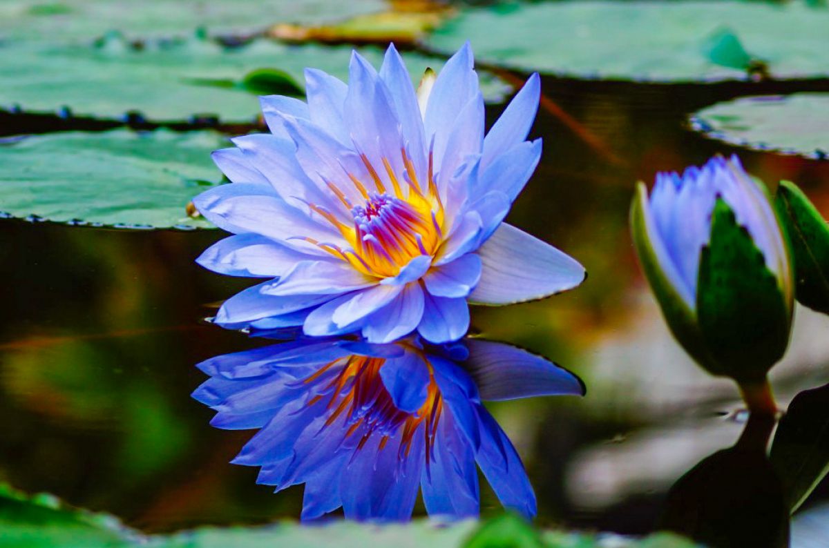 水面ギリギリ | GANREF