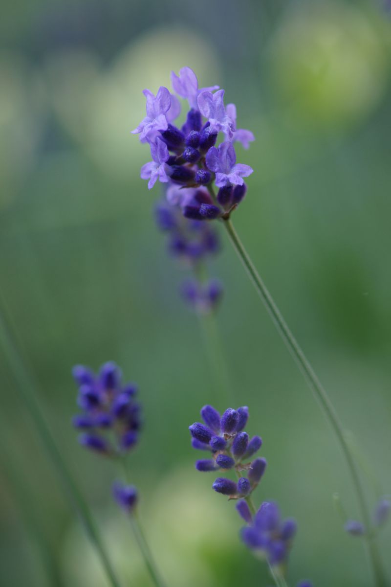 優しい色 | GANREF