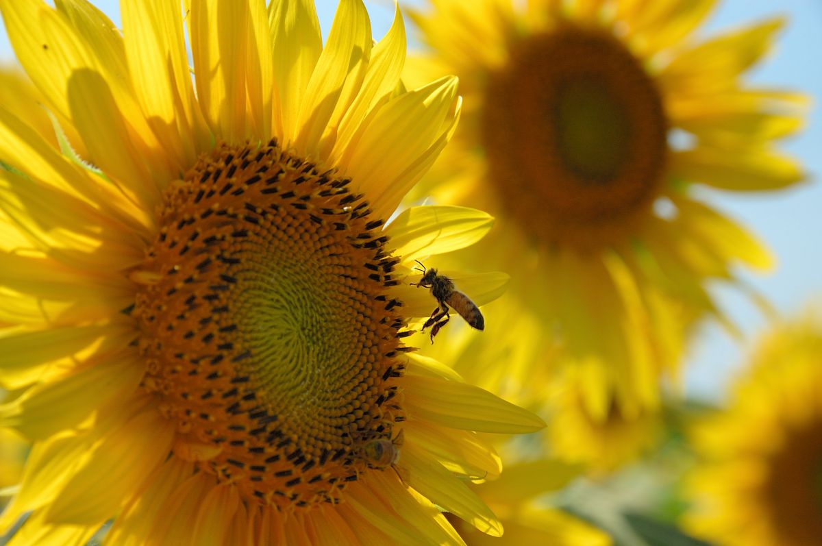 Bee.......! | GANREF