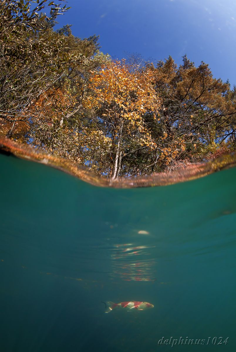 Passing Stranger | GANREF