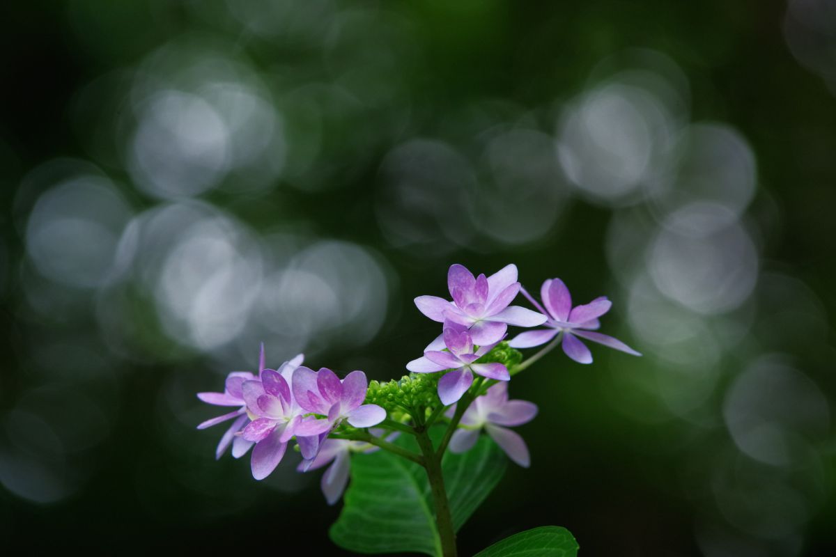 あじさい11 | GANREF