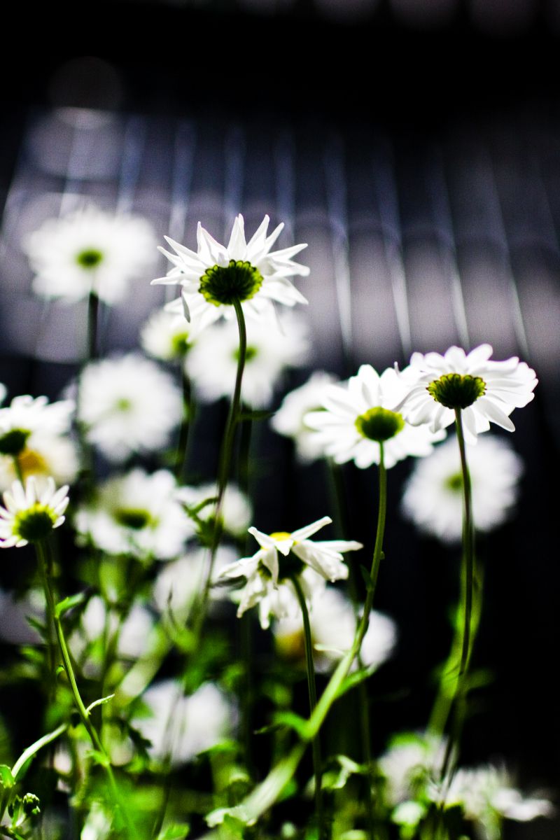 night flower | GANREF