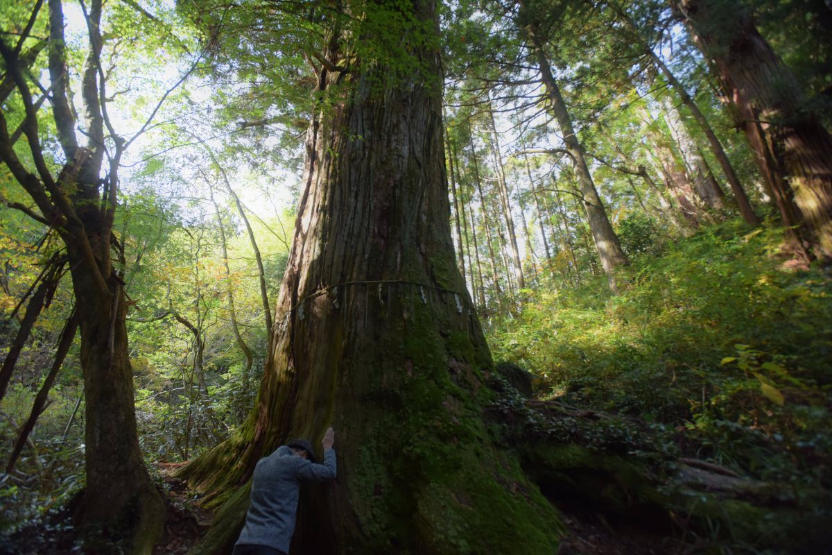 sacred tree | GANREF