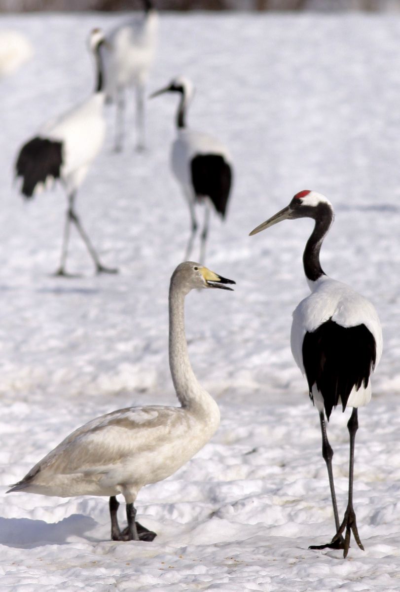 好きといわれましてもorz | GANREF