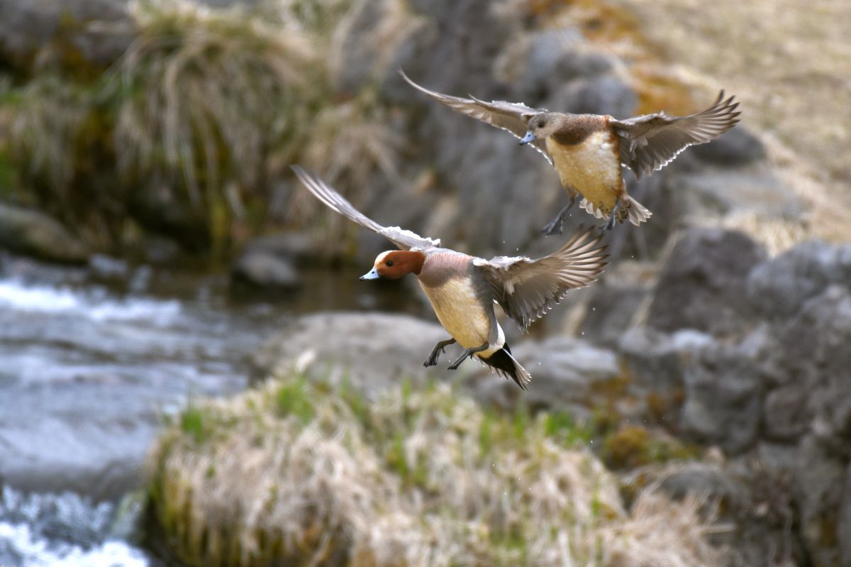 エスコート | GANREF