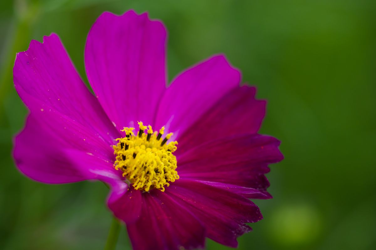 two tone。 | GANREF