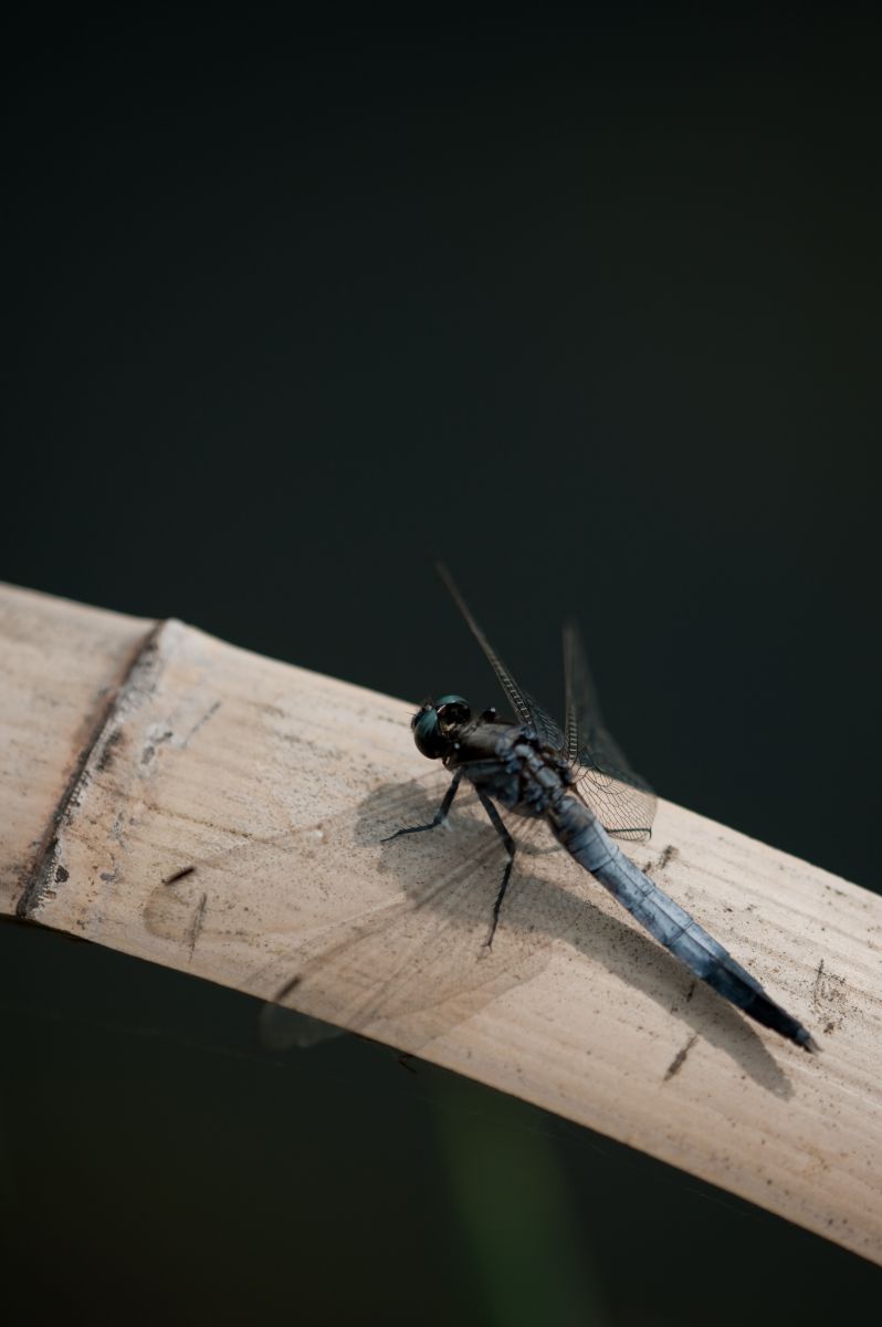 Dragonfly。 | GANREF