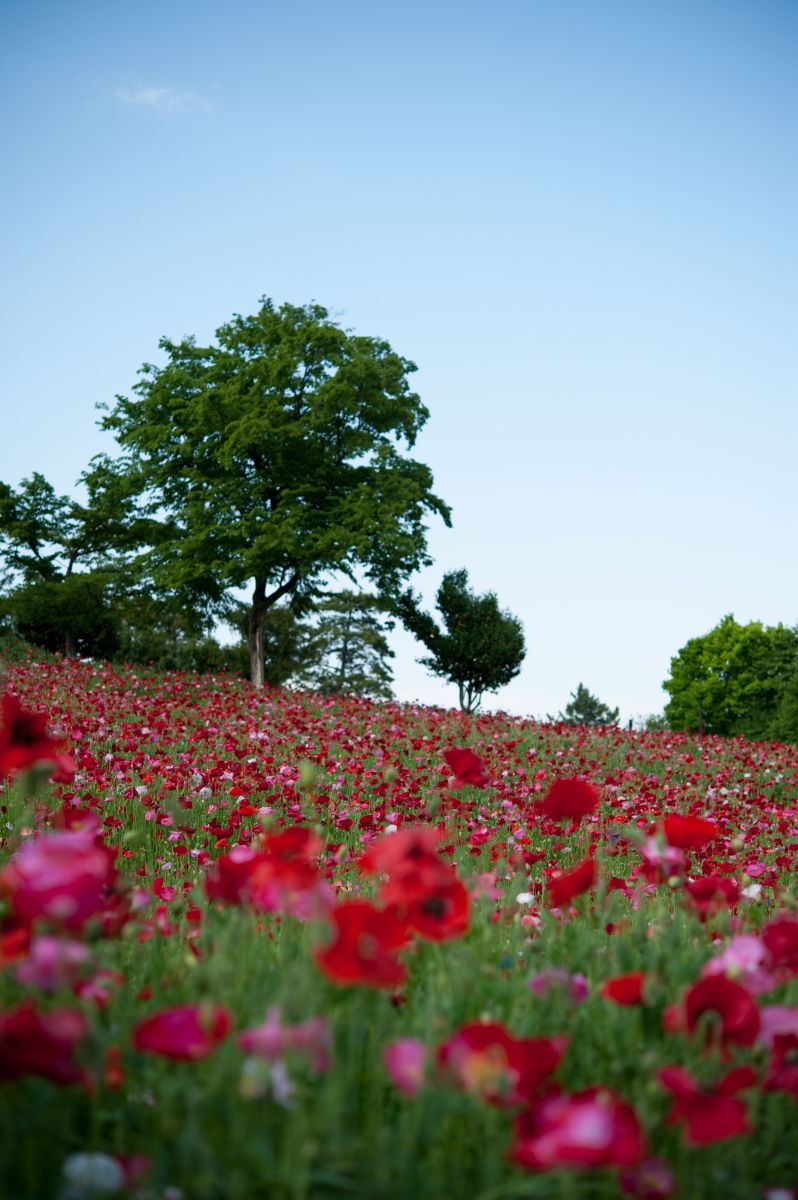 Colorful Hill。 | GANREF