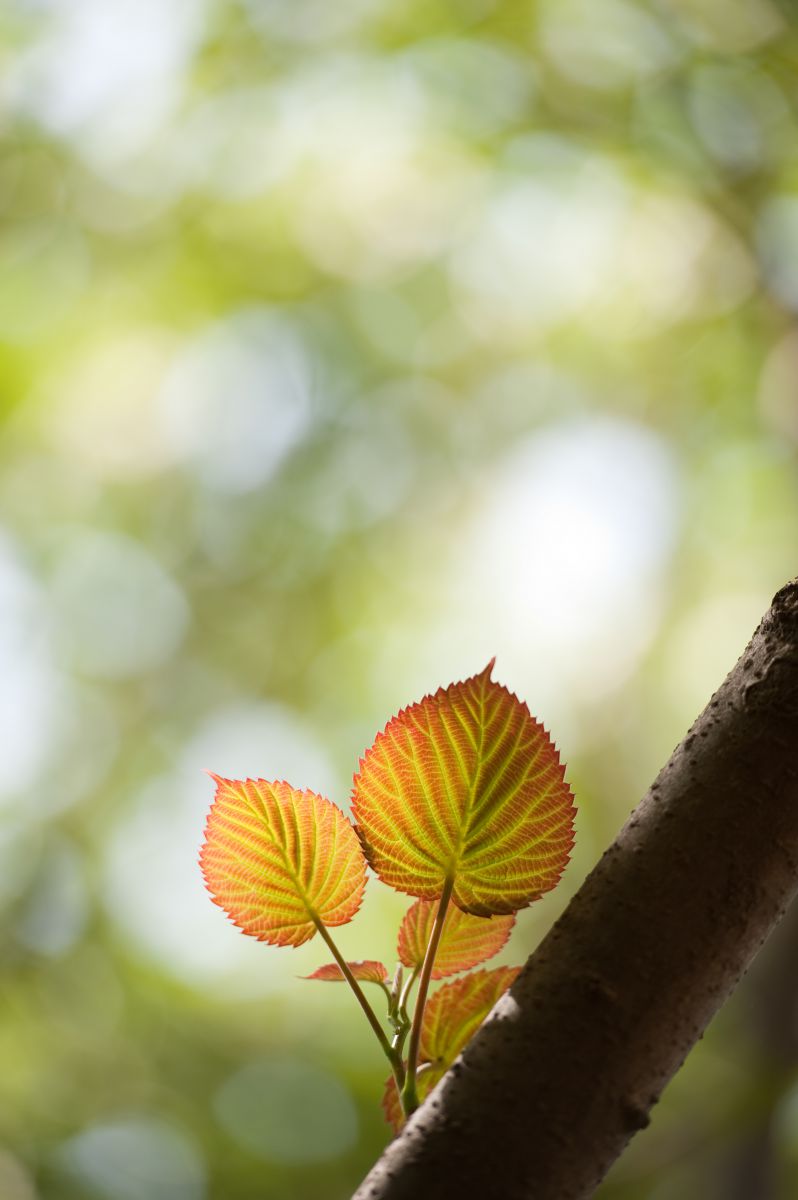 春のひだまり。 | GANREF