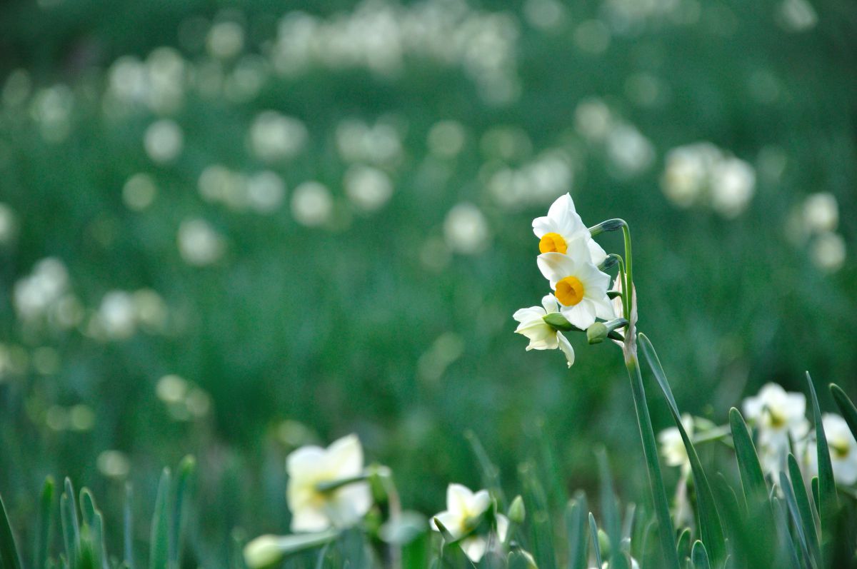 こっちを見て。。 | GANREF