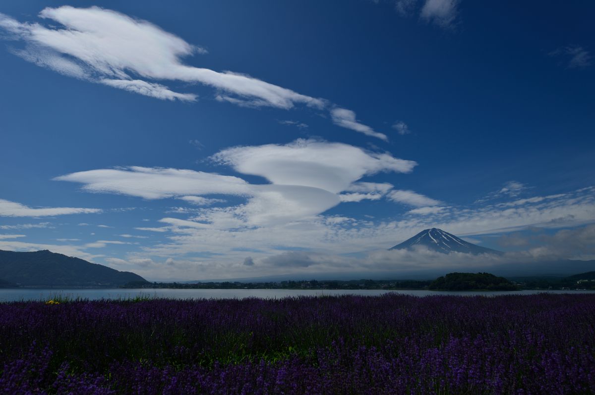 吊るしとラベンダー | GANREF