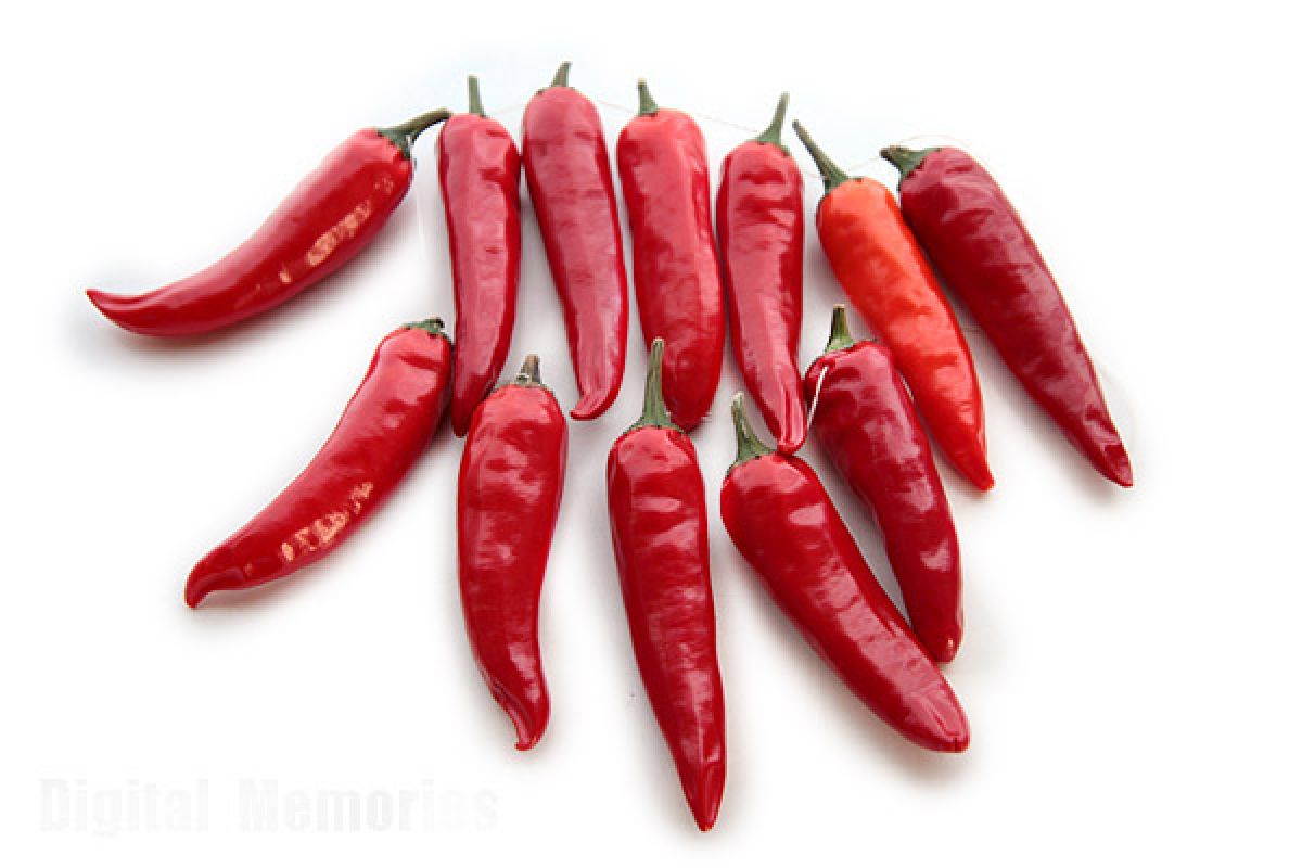 Red Pepper | GANREF