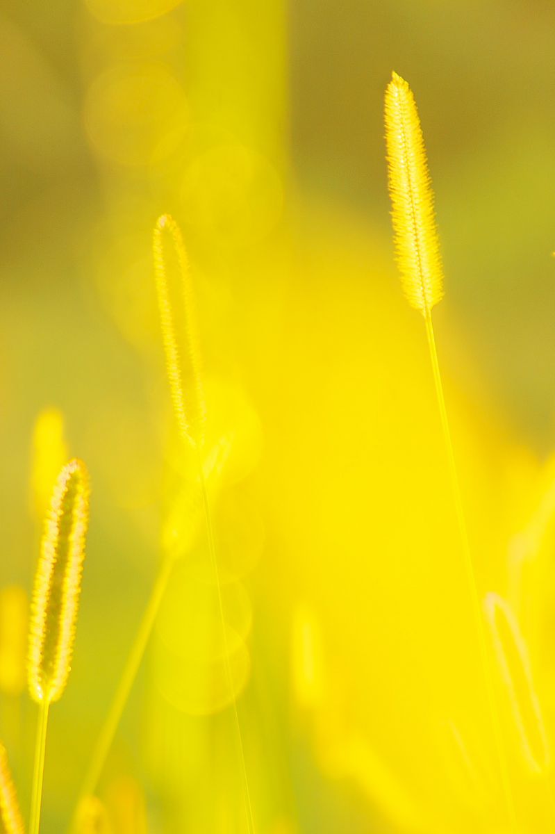 夕陽をを浴びて | GANREF