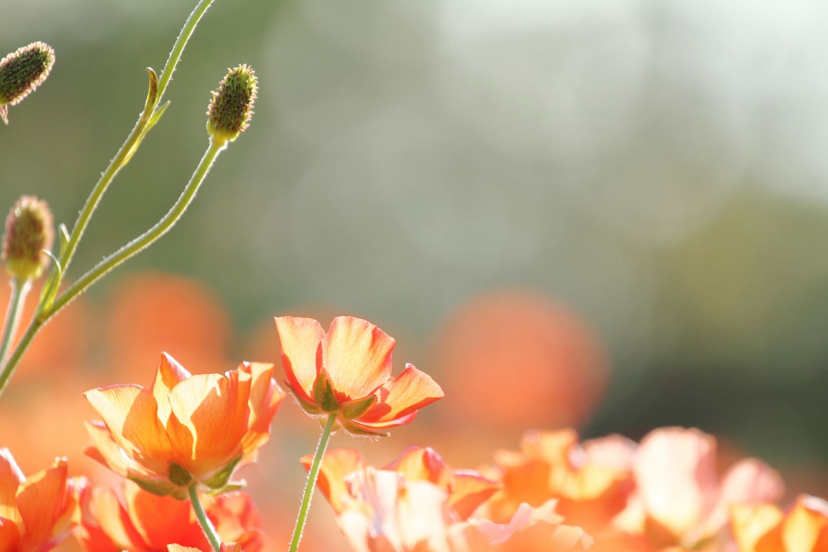 ぽかぽか陽気 | GANREF