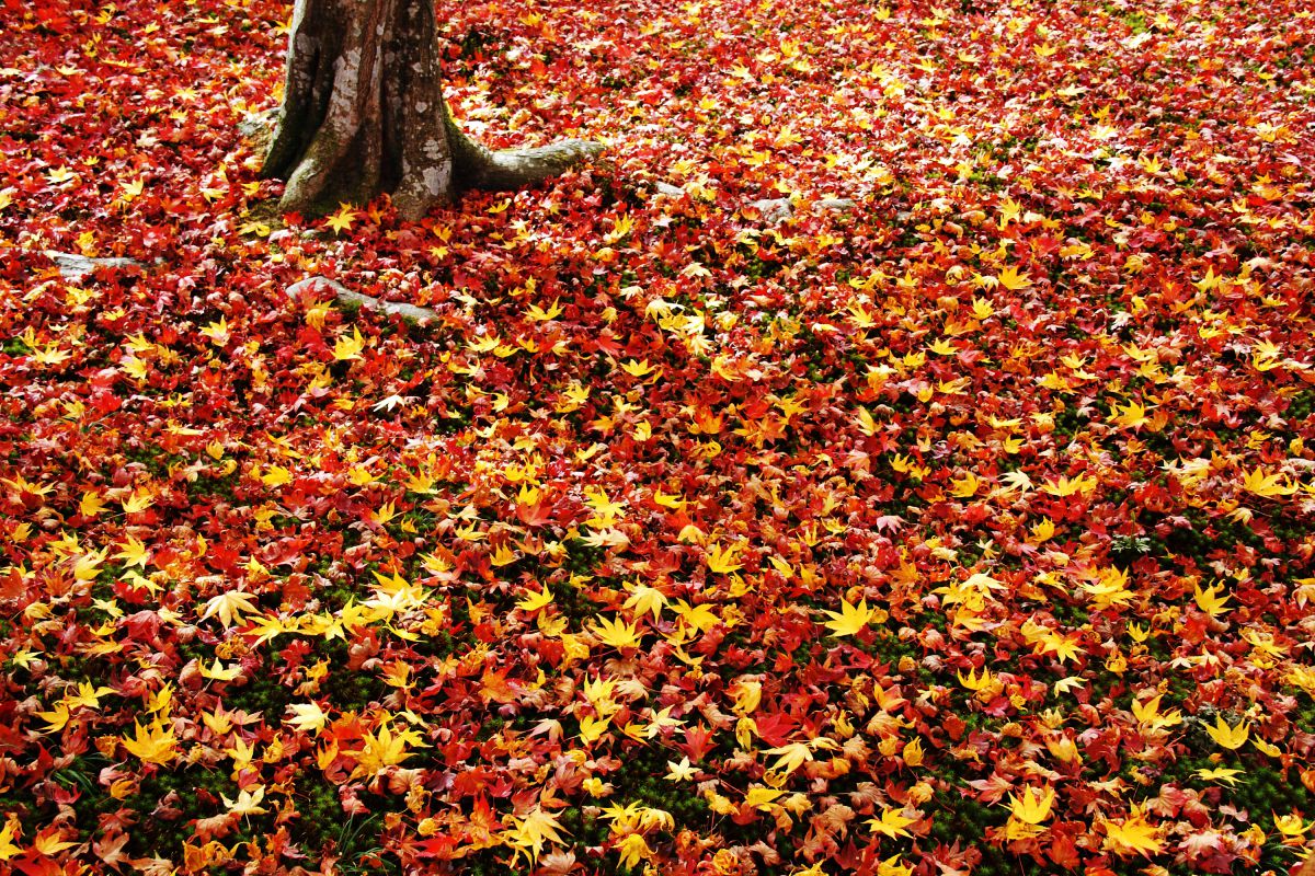 散り紅葉 | GANREF