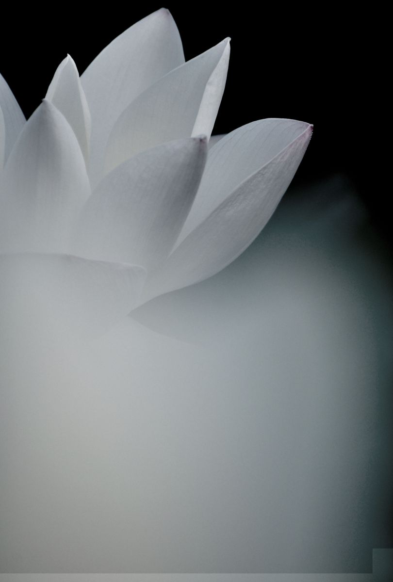 Light dream | GANREF