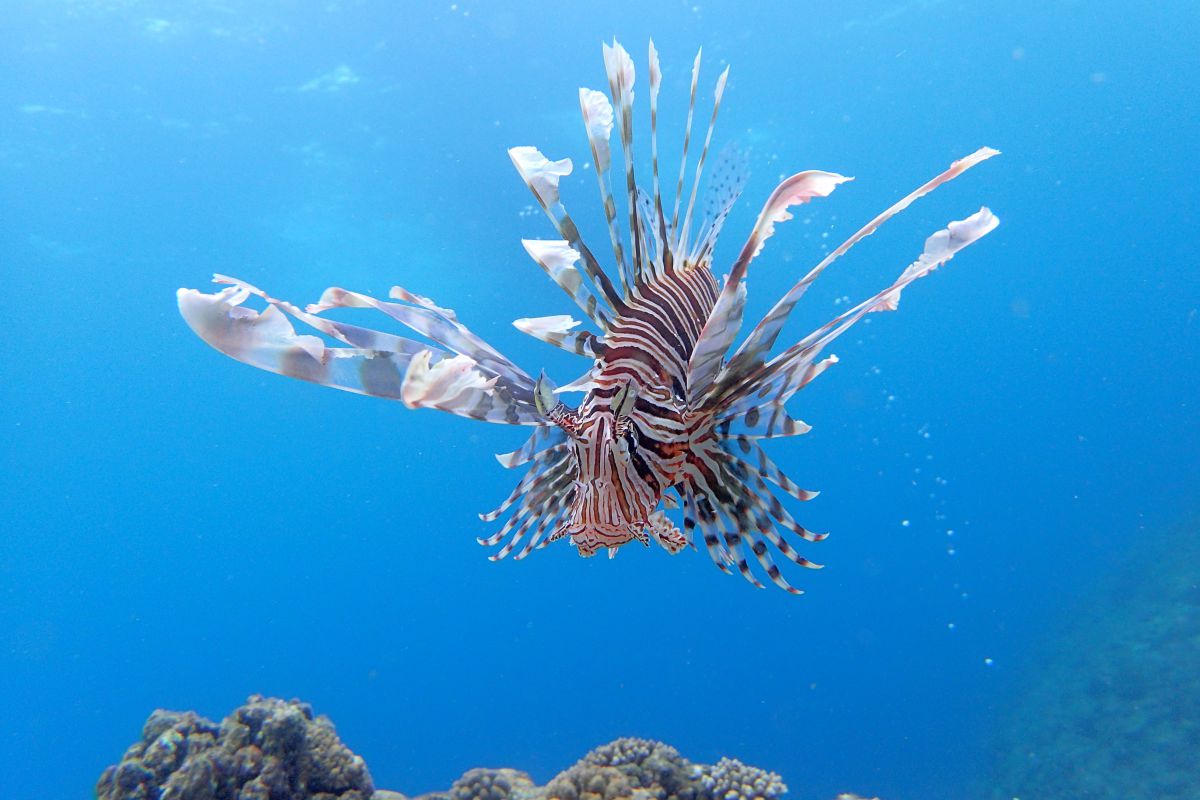 Flying fish | GANREF