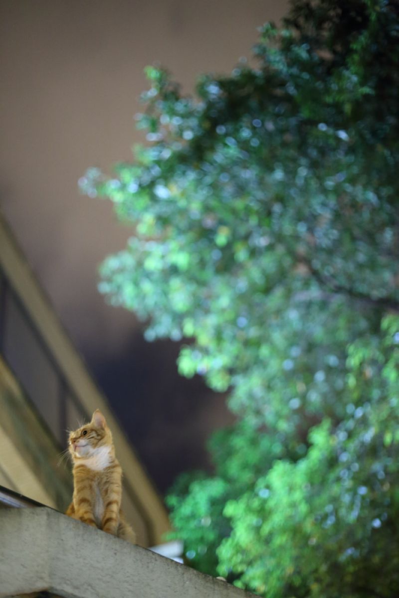 夜ねこ | GANREF