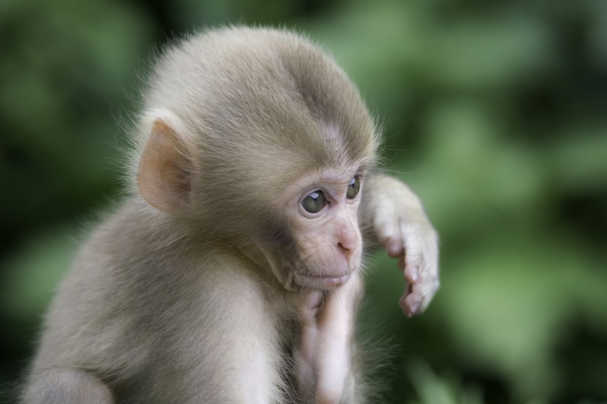 funky monkey baby | GANREF