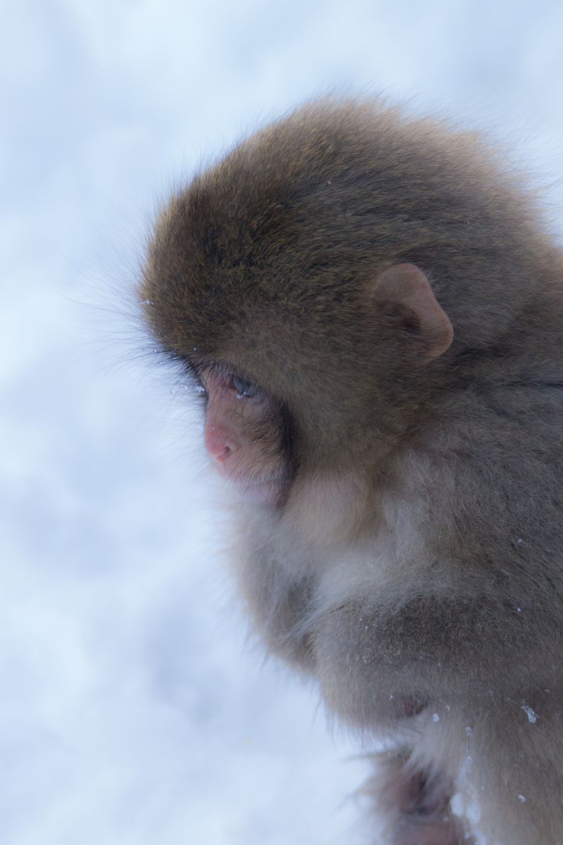 snow monkey | GANREF