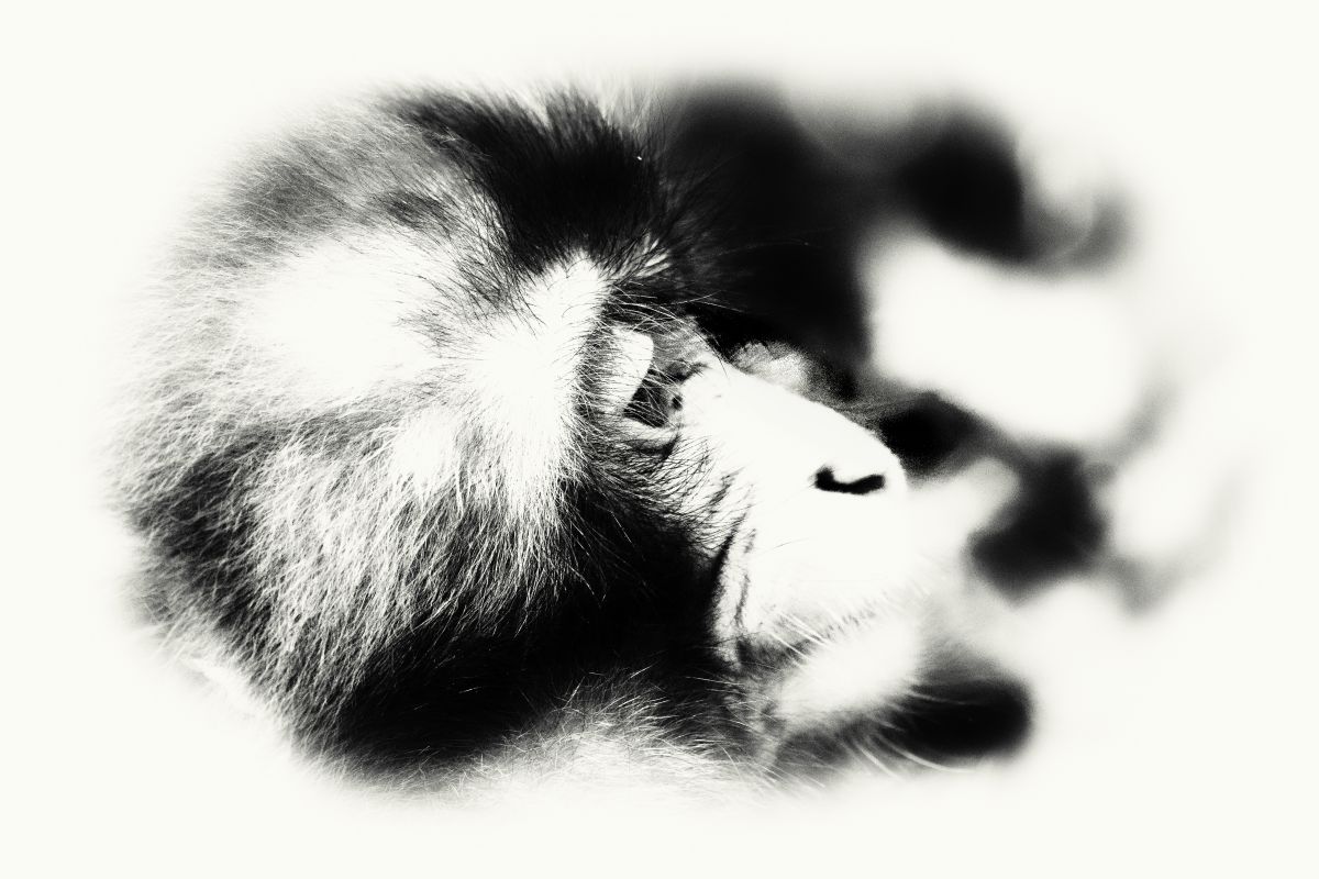 Little Monkey | GANREF