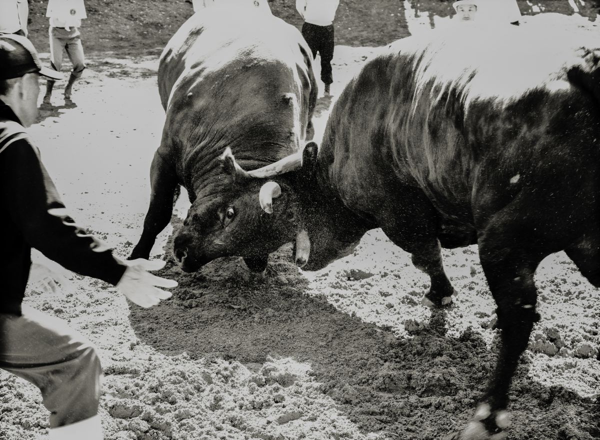 Red Bull Fight | GANREF