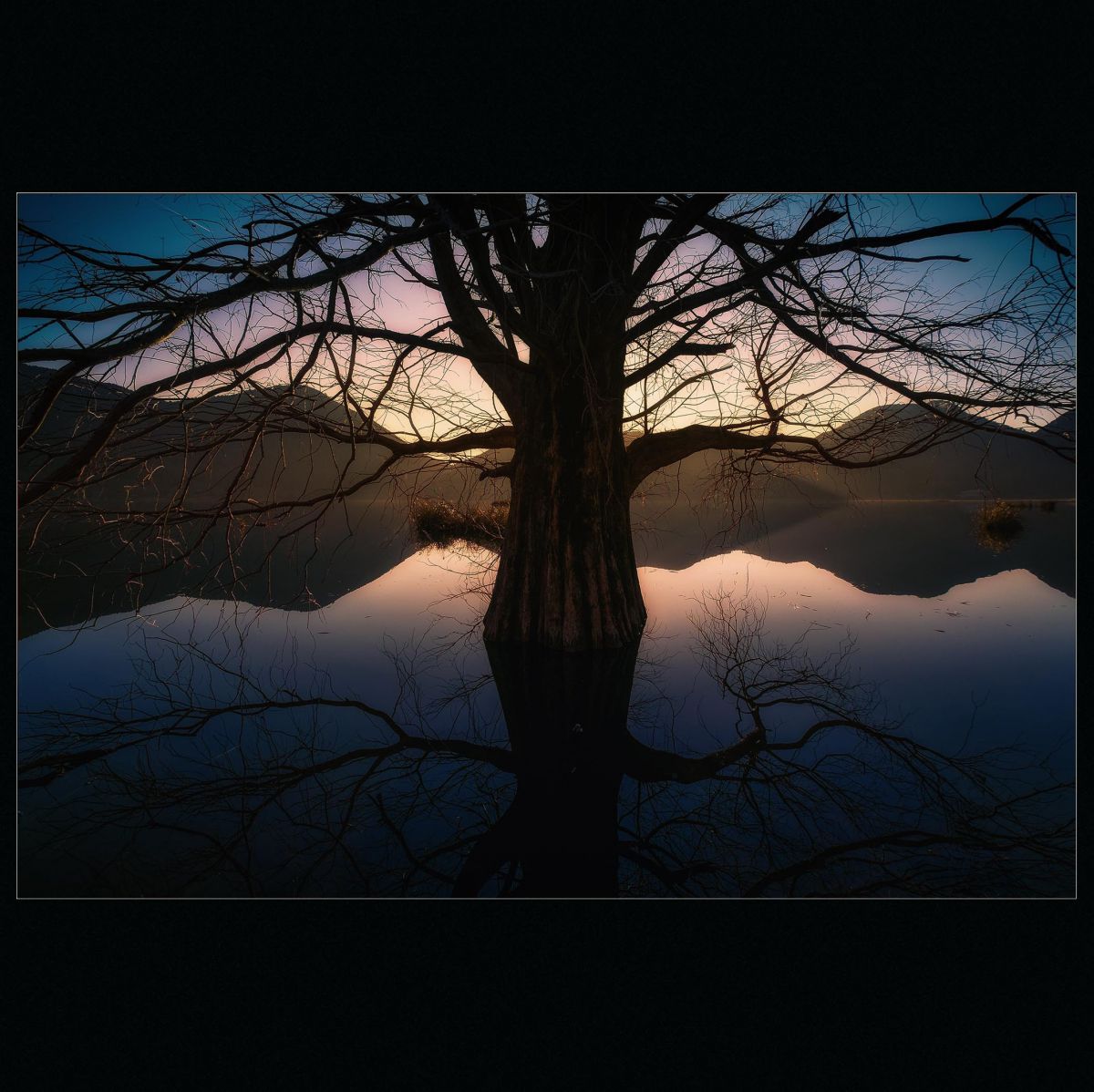 soul tree ☆ | GANREF