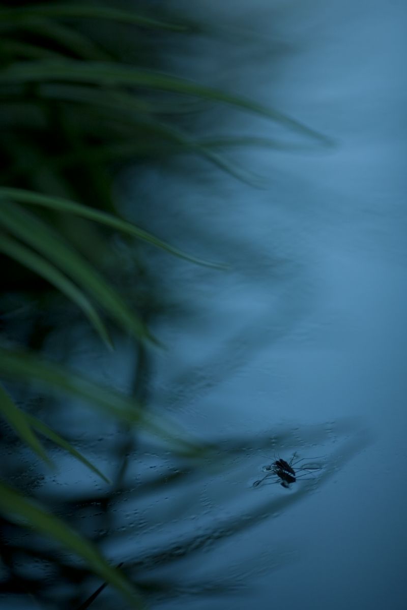 Almost Blue ☆ | GANREF