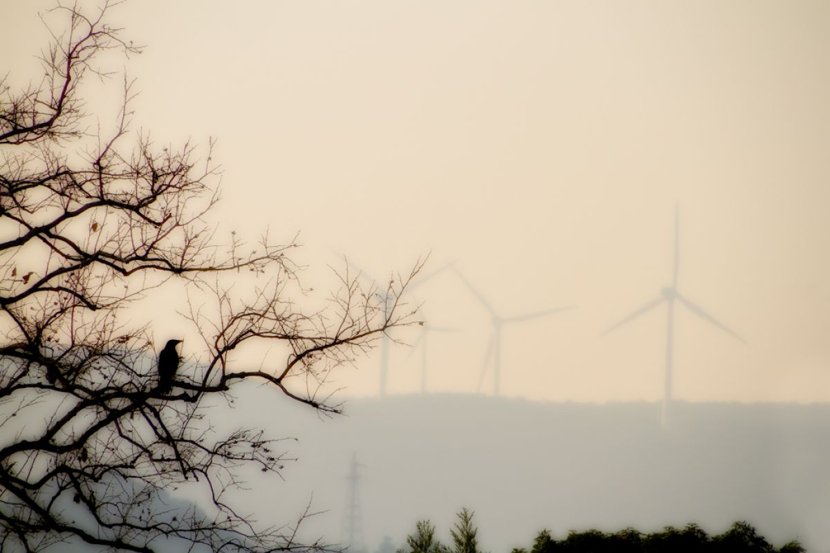 A windmill and a bird. 1 ☆ | GANREF
