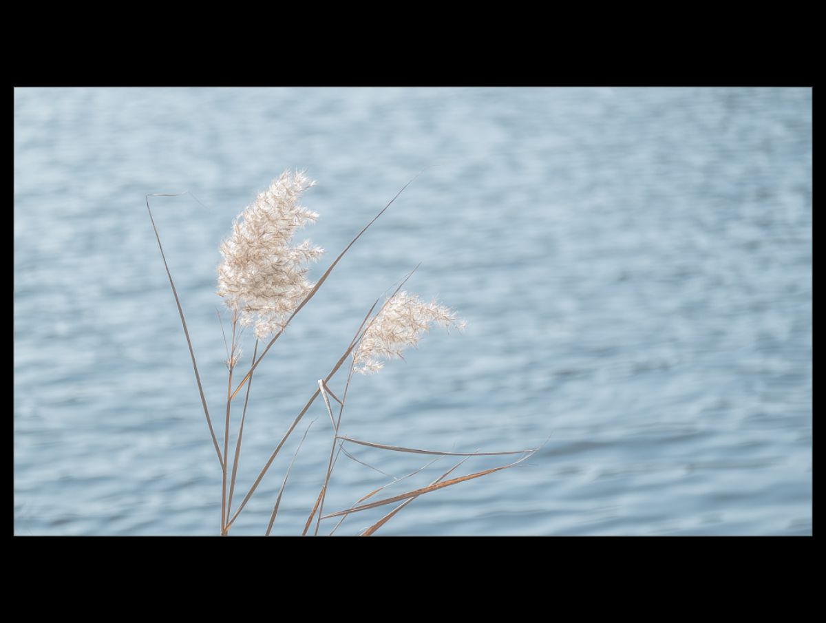 ☆ 写花 50 ☆ | GANREF