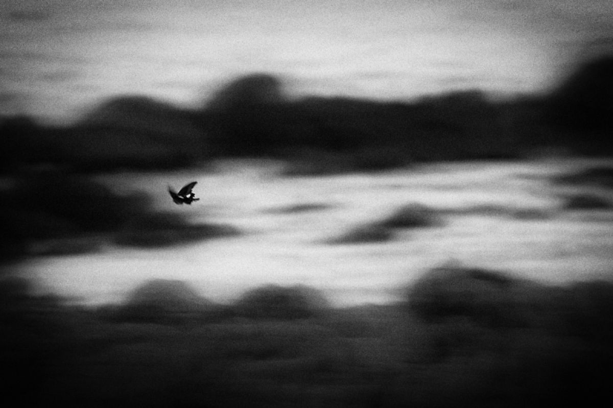 Swallowtail butterfly ☆ | GANREF