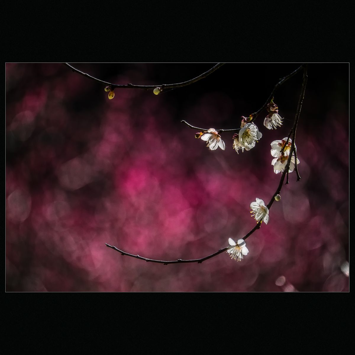 ☆ 写花 246 ☆ | GANREF