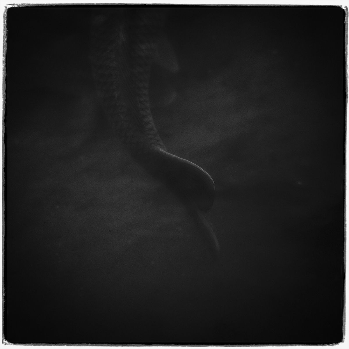 Dragon tail ☆ | GANREF