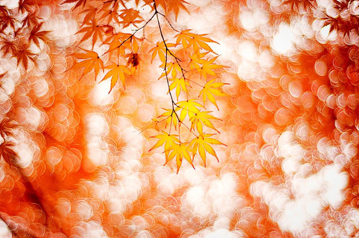 Autumn burns ☆ | GANREF