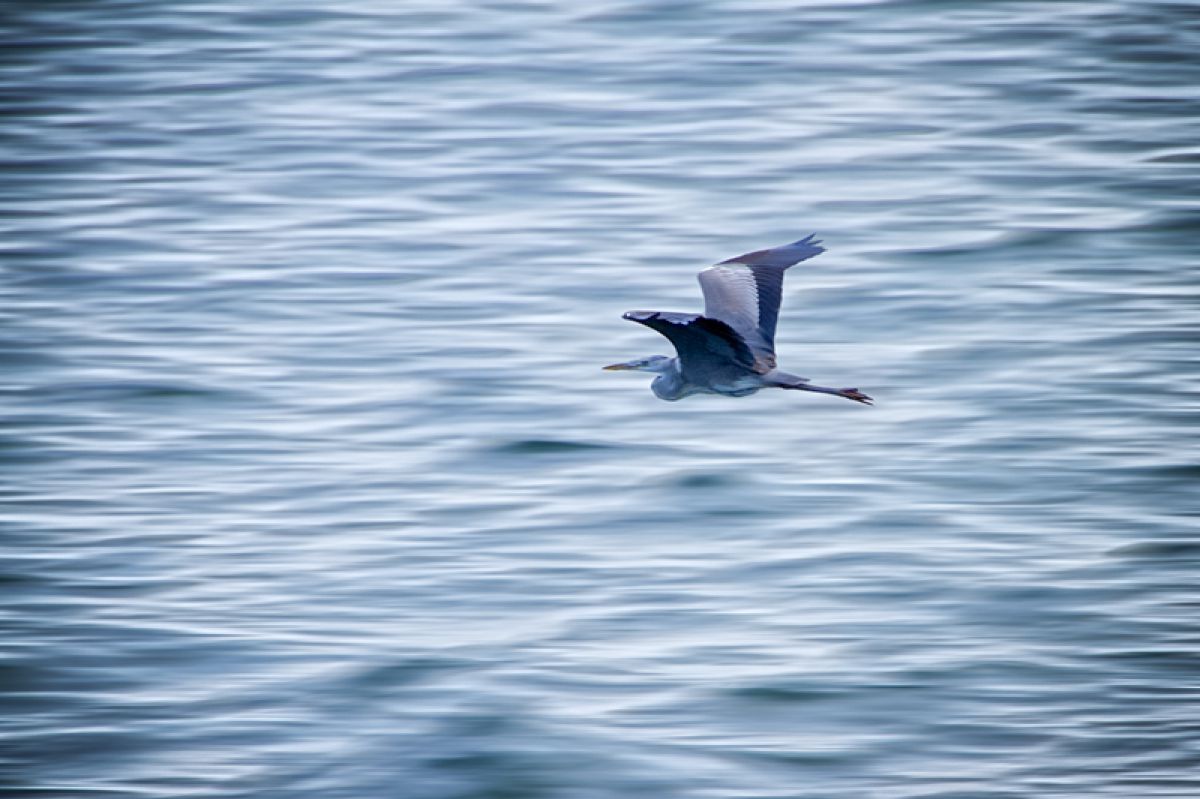 A gliding bird ☆ | GANREF