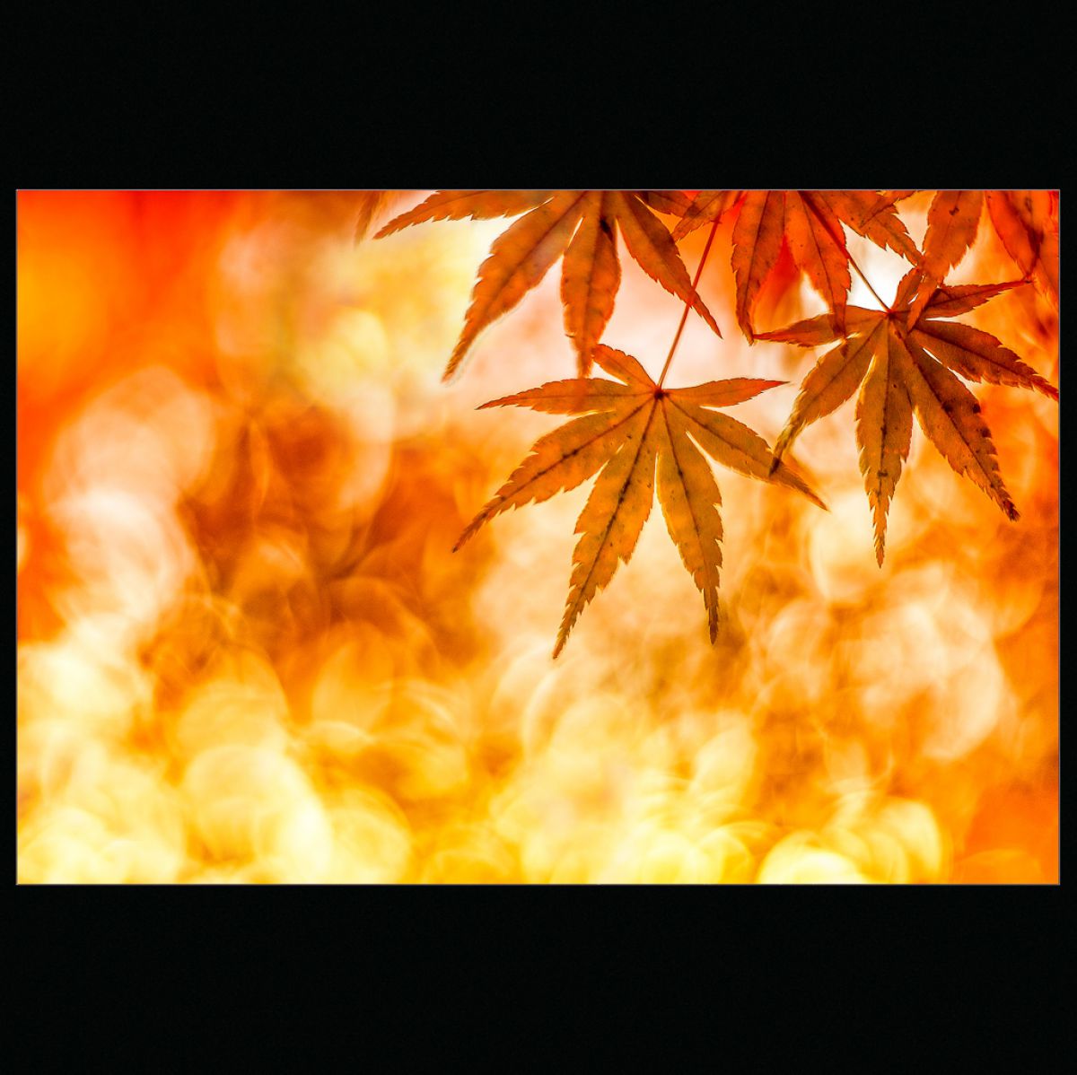 Burn out ☆ | GANREF