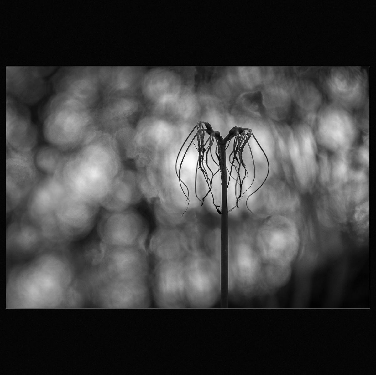 ☆ 写花 225 ☆ | GANREF