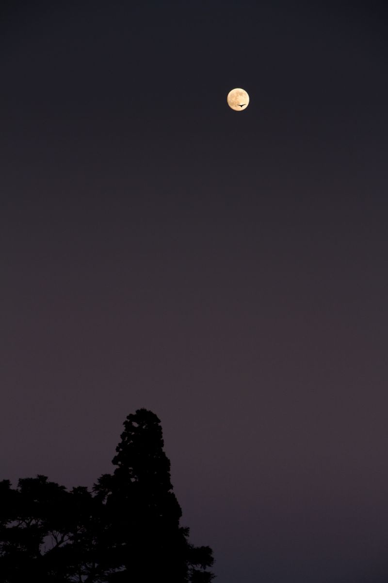 A Bird in the Moon ☆ | GANREF