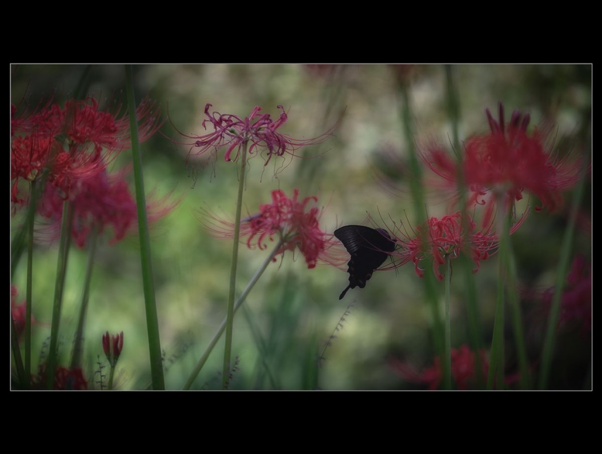 life is beautiful ☆ | GANREF