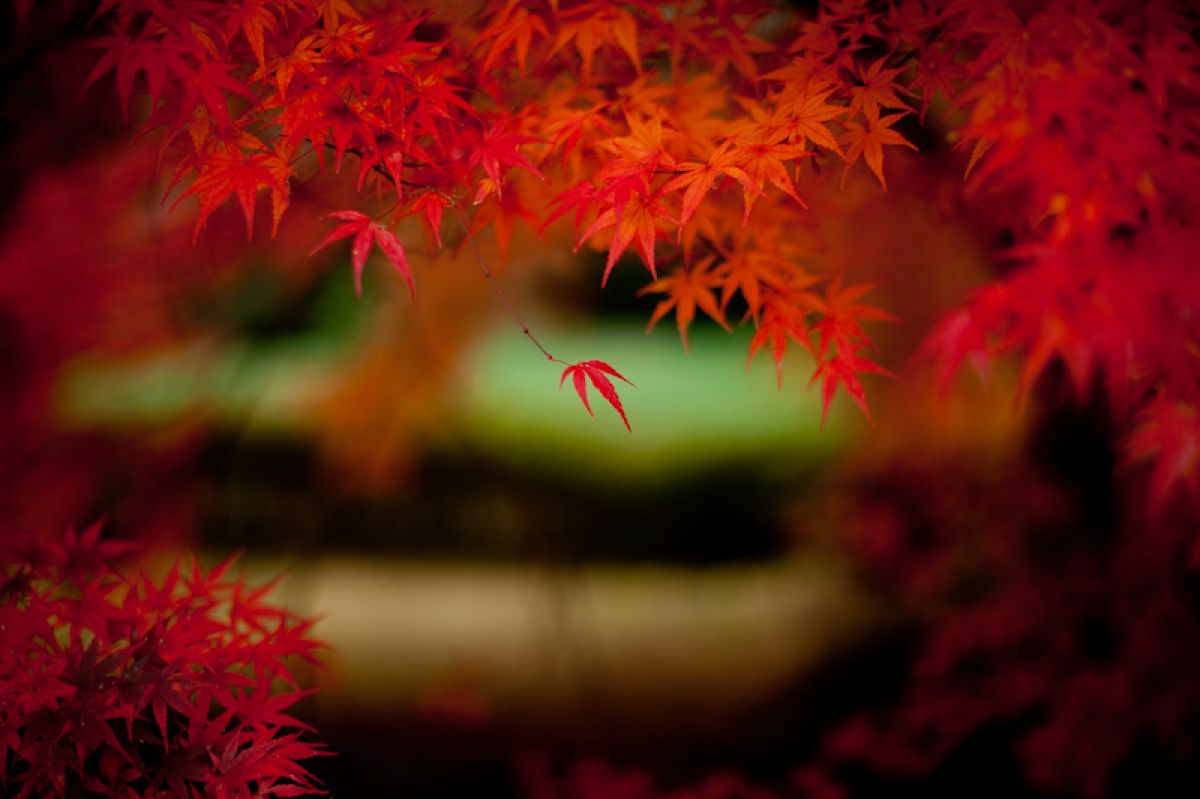 Autumn burns 2 ☆ | GANREF