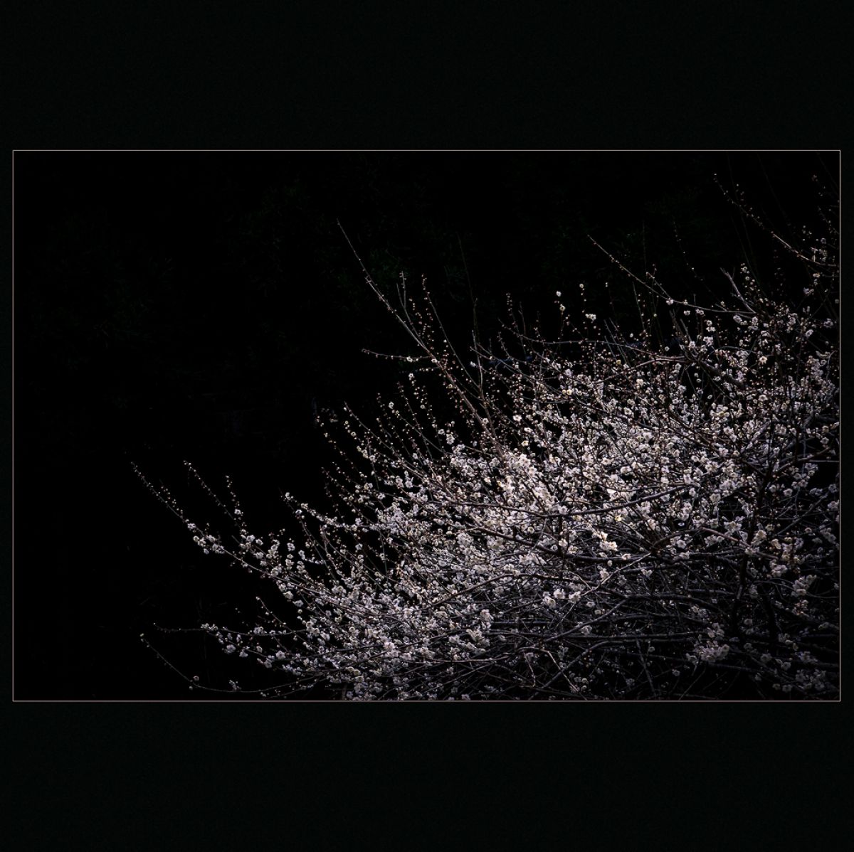 ☆ 写花 183 ☆ | GANREF