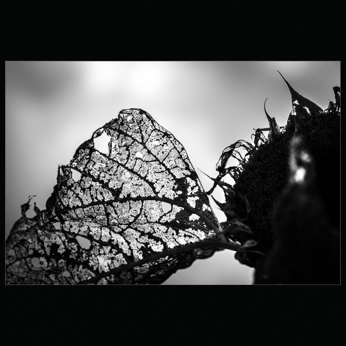 ☆ 写花 232 ☆ | GANREF