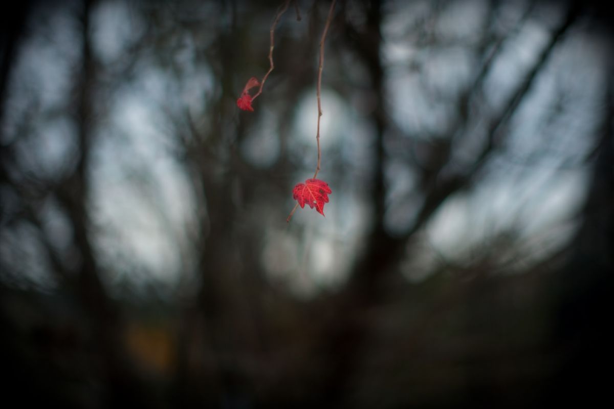 Before winter ☆ | GANREF