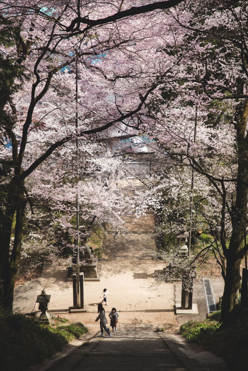 飯沼石段桜 | GANREF