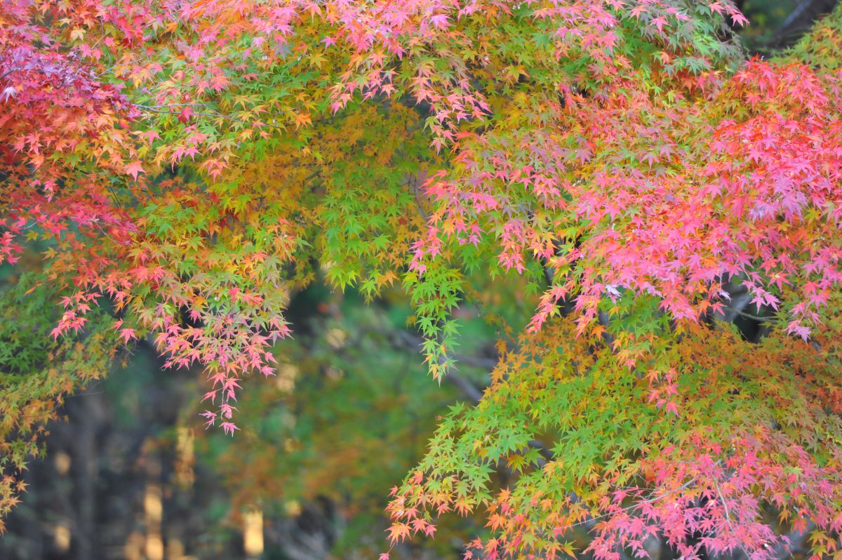 カラフル2 | GANREF