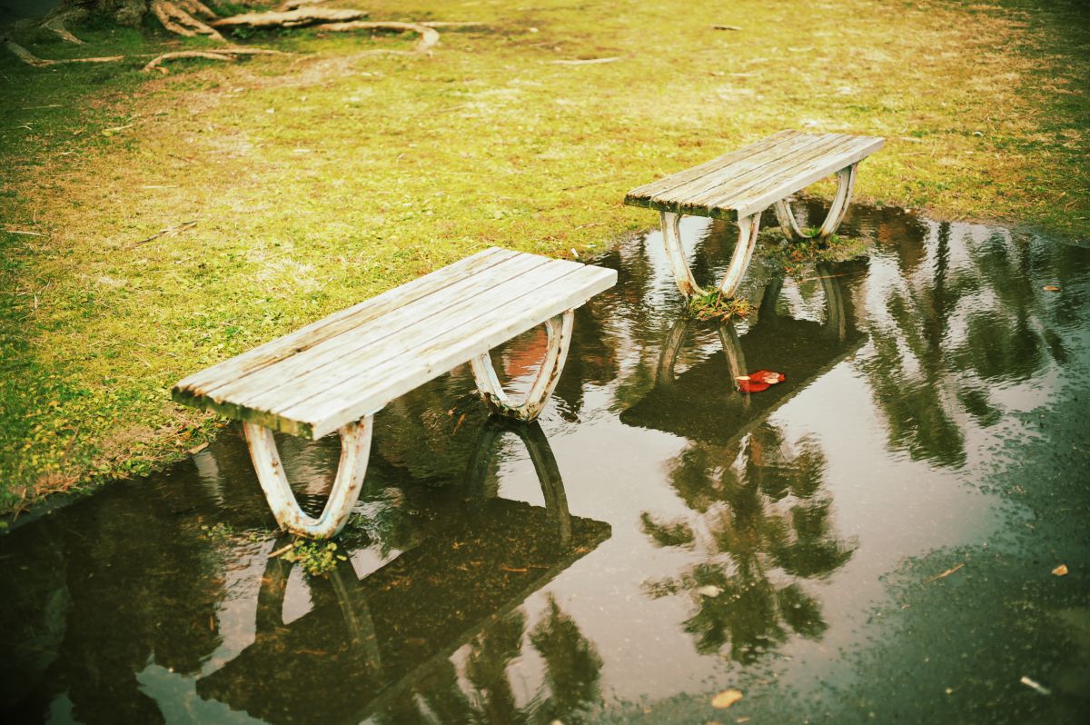 palm on seep | GANREF