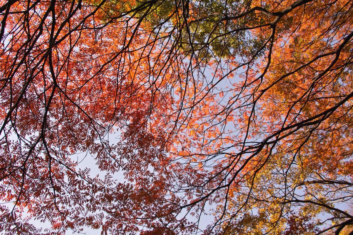 tricolor foliage | GANREF